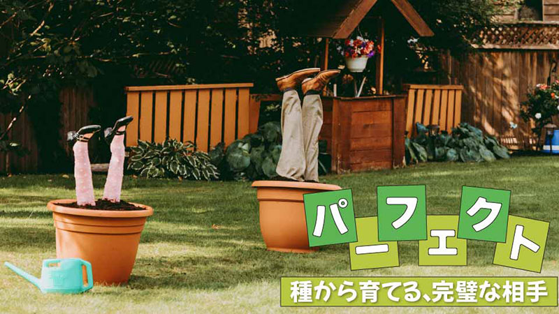 パーフェクト | 土曜しょ～と劇場 | 無料ドラマ・映画 | BS無料放送ならBS12（トゥエルビ）